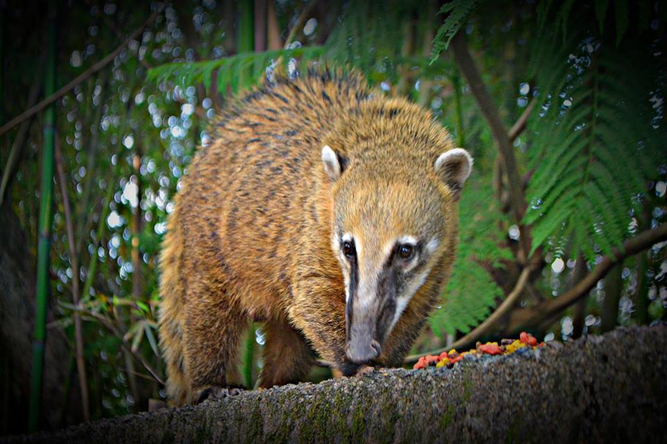 Quatis são flagrados em Águas de São Pedro