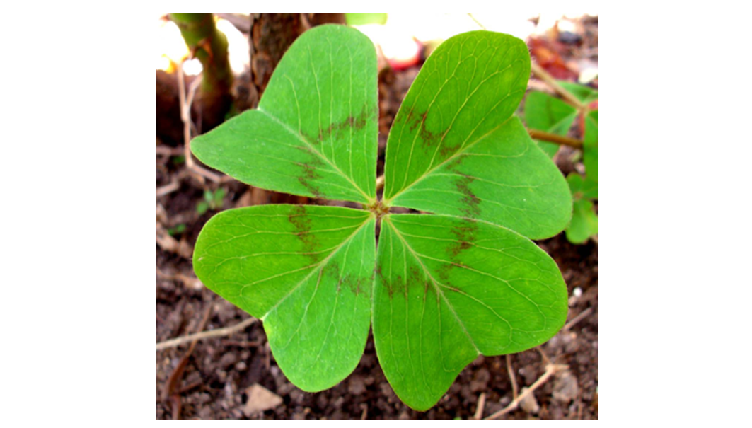 A história do Trevo da Sorte