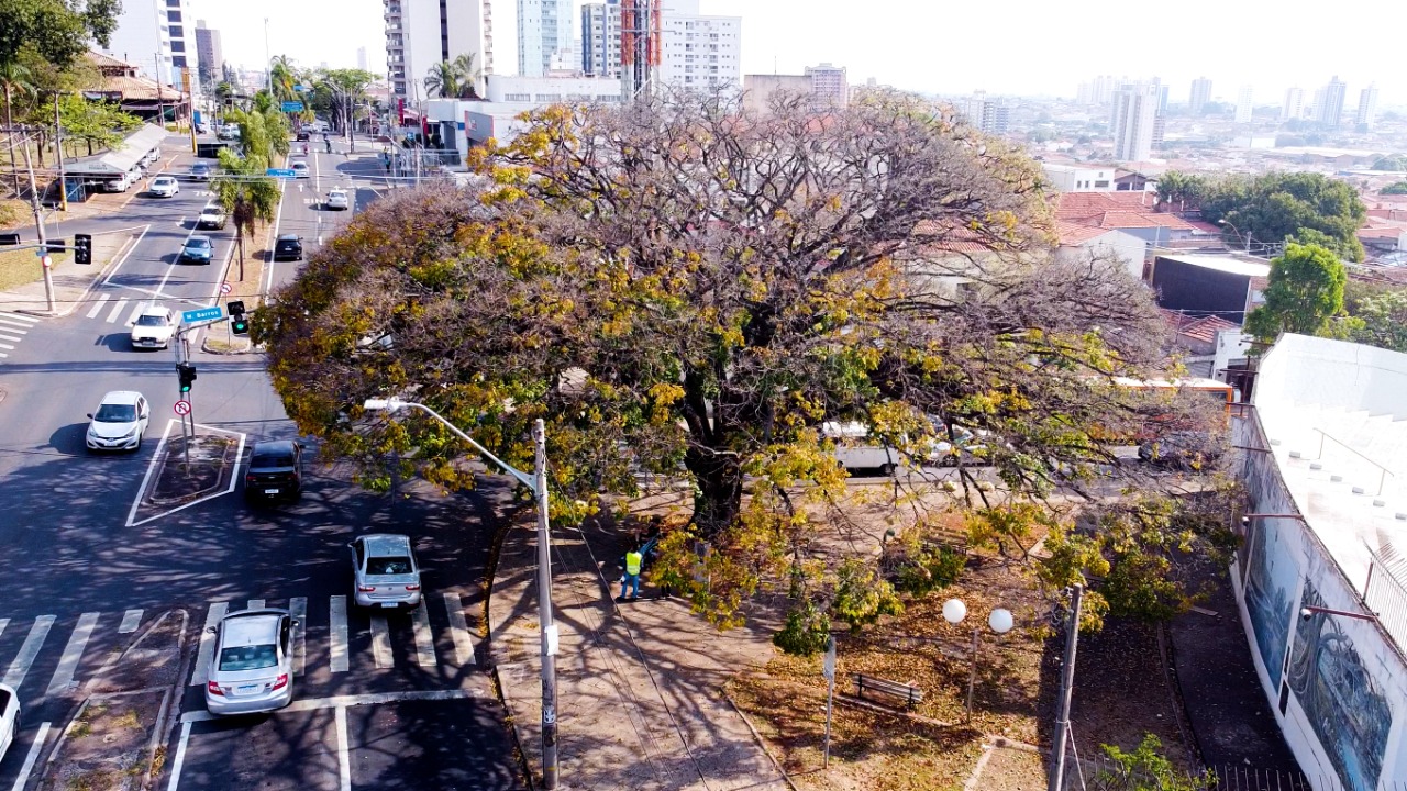 Sedema realiza análise técnica na Sapucaia, árvore centenária símbolo ...
